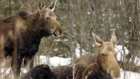 The Michigan moose among us