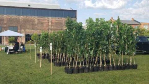 DNR pledges 50 million trees by 2030, invites residents to help 'plant ...