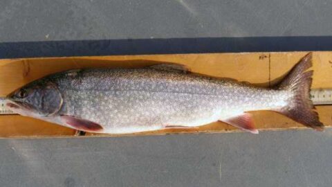 Lake Superior anglers asked to report marked splake