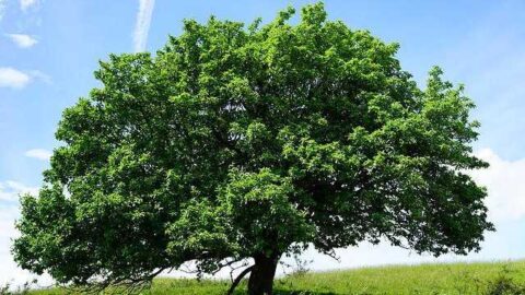 Search underway for Michigan’s largest trees