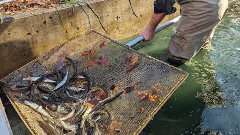 Fish stocking season creates more angling opportunities