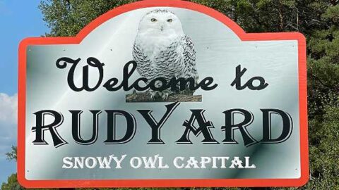 Rudyard Township named the snowy owl capital of Michigan