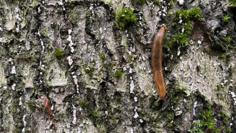 The future of Michigan’s beech trees