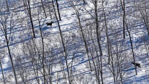 Moose Population in Michigan's Western Upper Peninsula Remains Stable