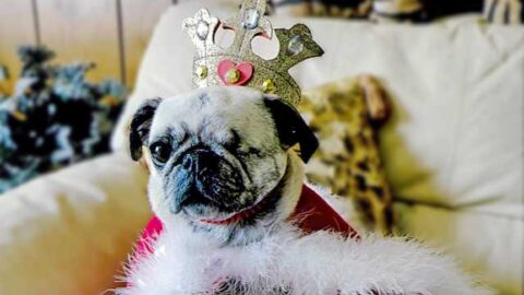 Lola the pug running for a triple crown!