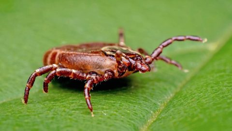 Rising temperatures increase tick activity in U.P.